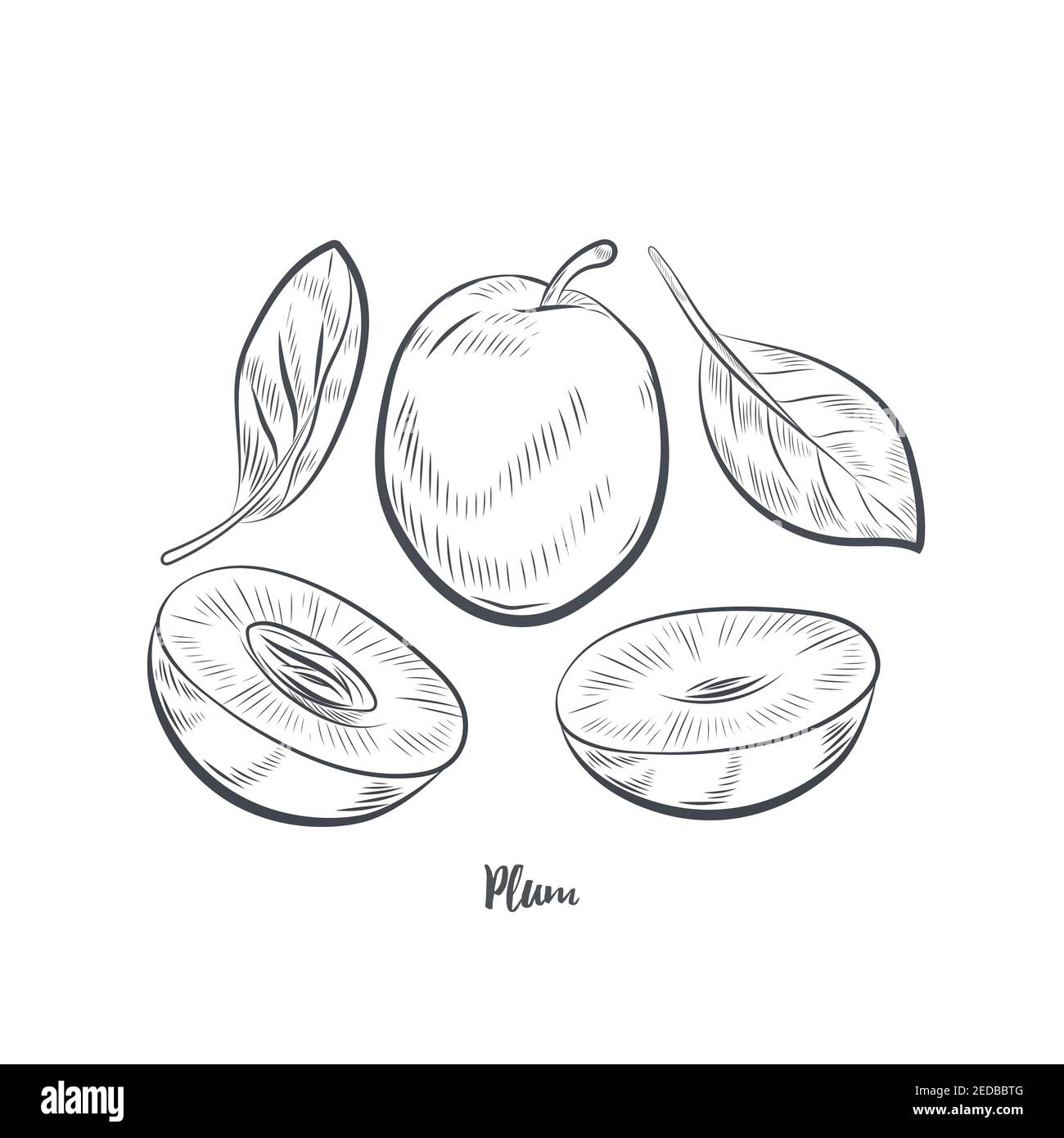 Hand drawn plum isolated on white background Stock Vector Image & Art ...