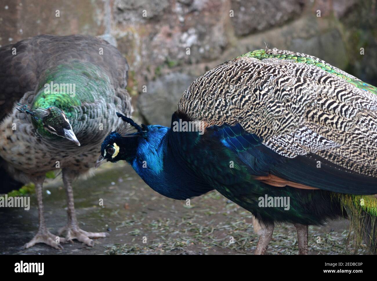 Snowy peacocks hi-res stock photography and images - Alamy