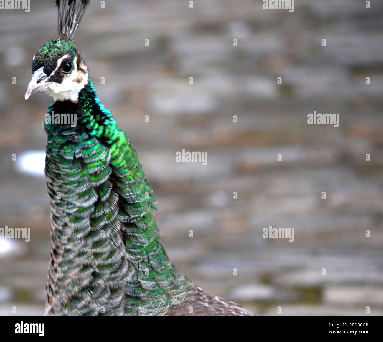 Snowy peacocks hi-res stock photography and images - Alamy