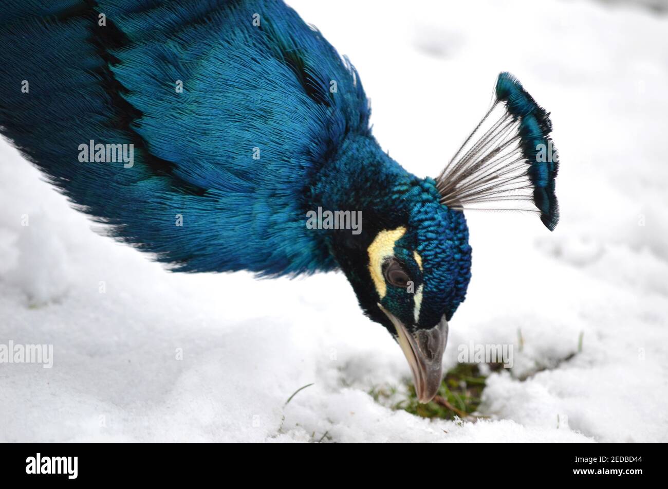 Snowy peacocks hi-res stock photography and images - Alamy