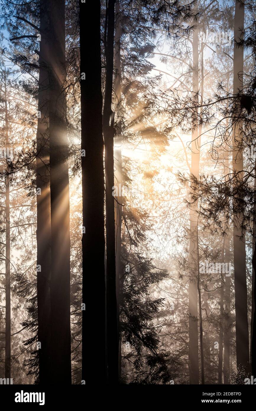 Sun filters through early morning haze in the woods of Los Azufres in ...