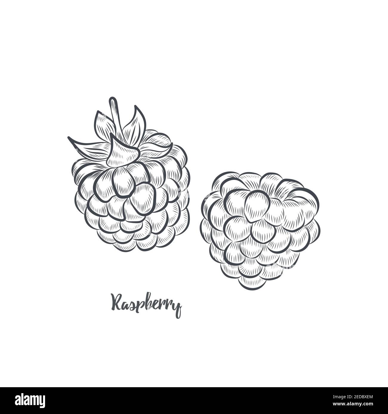 Hand drawn raspberries isolated on white background Stock Vector Image ...
