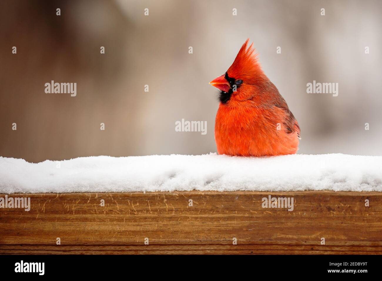Red cardinal snow hi-res stock photography and images - Alamy