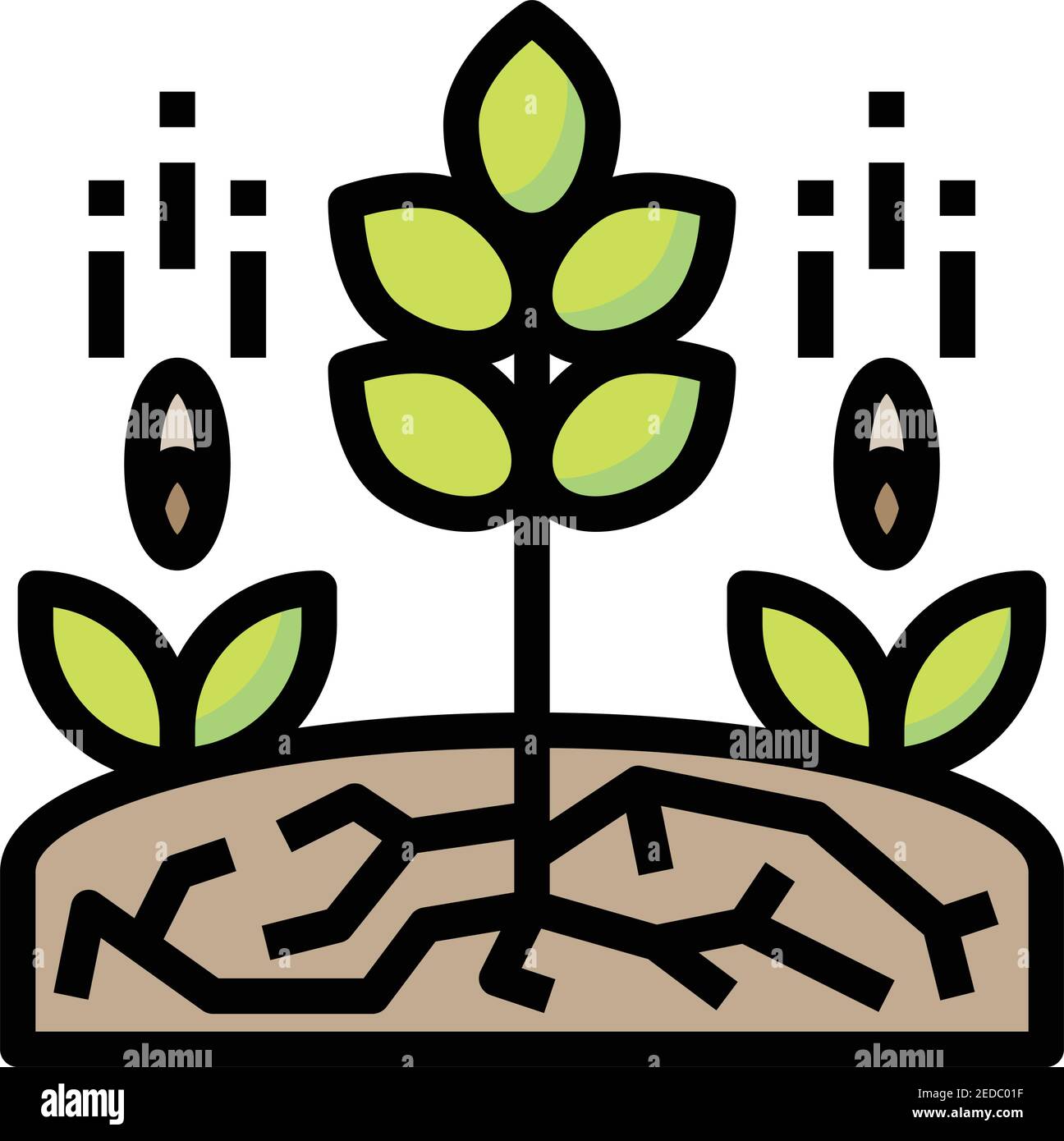 Rootlet hi-res stock photography and images - Alamy