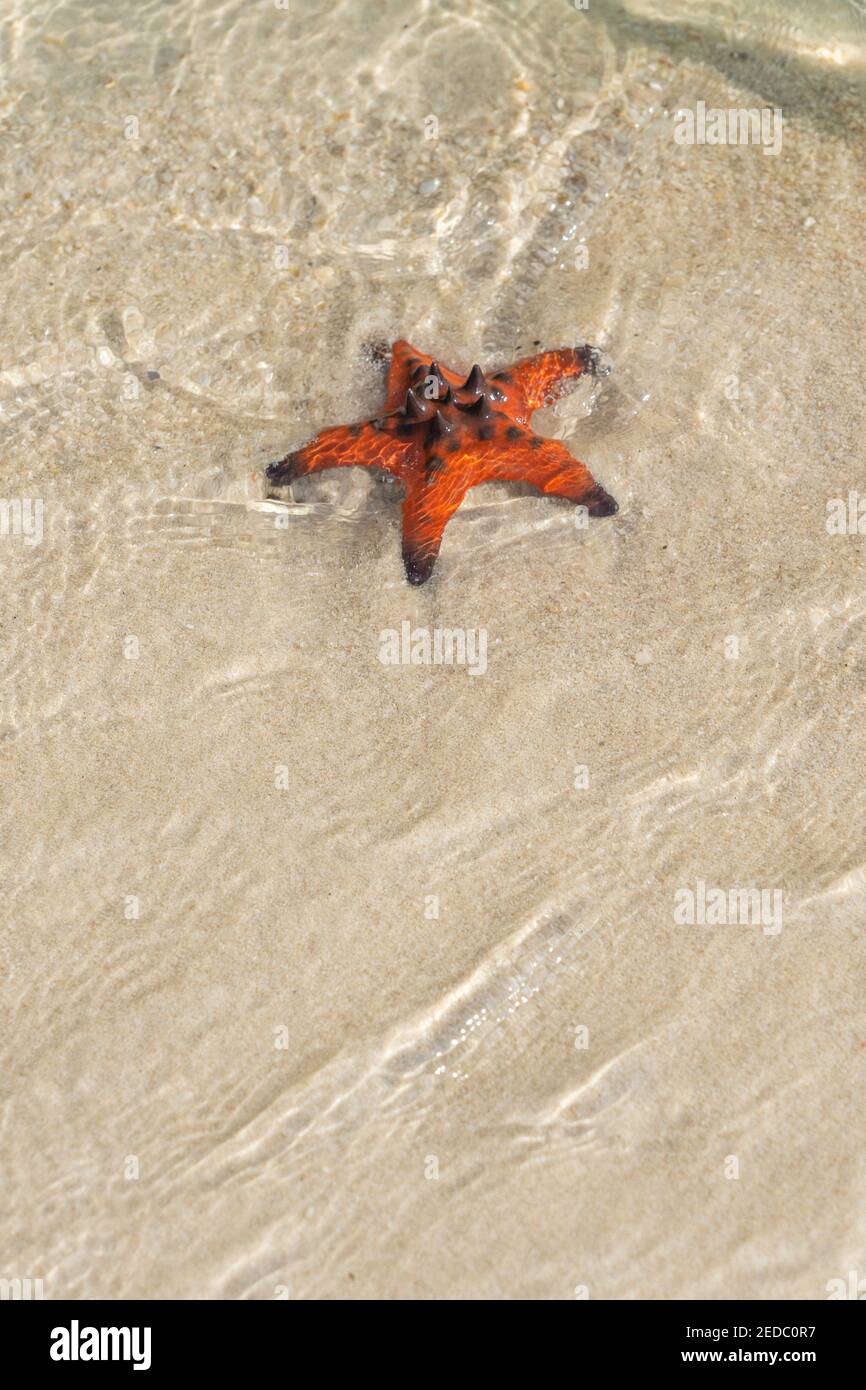 Orange starfish on the beautiful white beach. High quality photo Stock ...