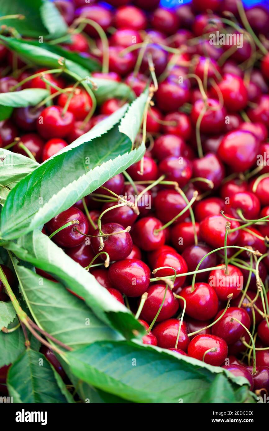 Healthy and Organic Juicy Fruit Cherry Photo Stock Photo - Alamy