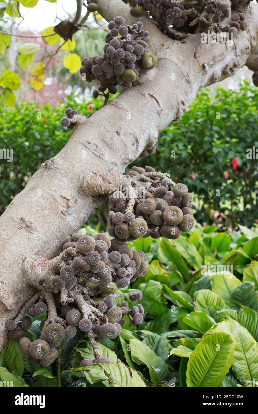 Ficus auriculata - roxburg fig tree Stock Photo - Alamy