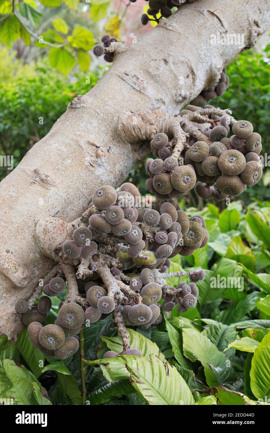 Ficus auriculata - roxburg fig tree Stock Photo - Alamy