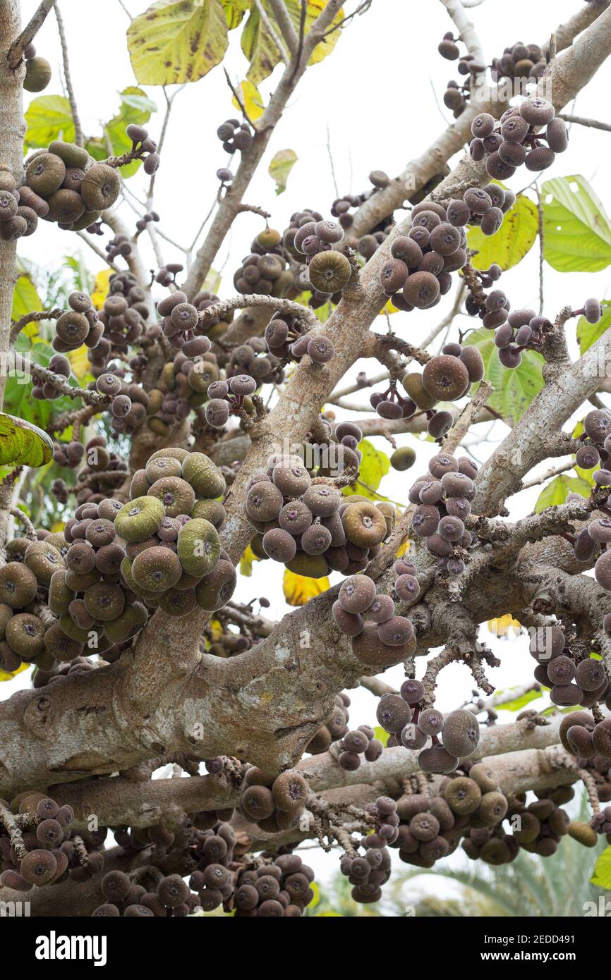 Ficus auriculata - roxburg fig tree Stock Photo - Alamy