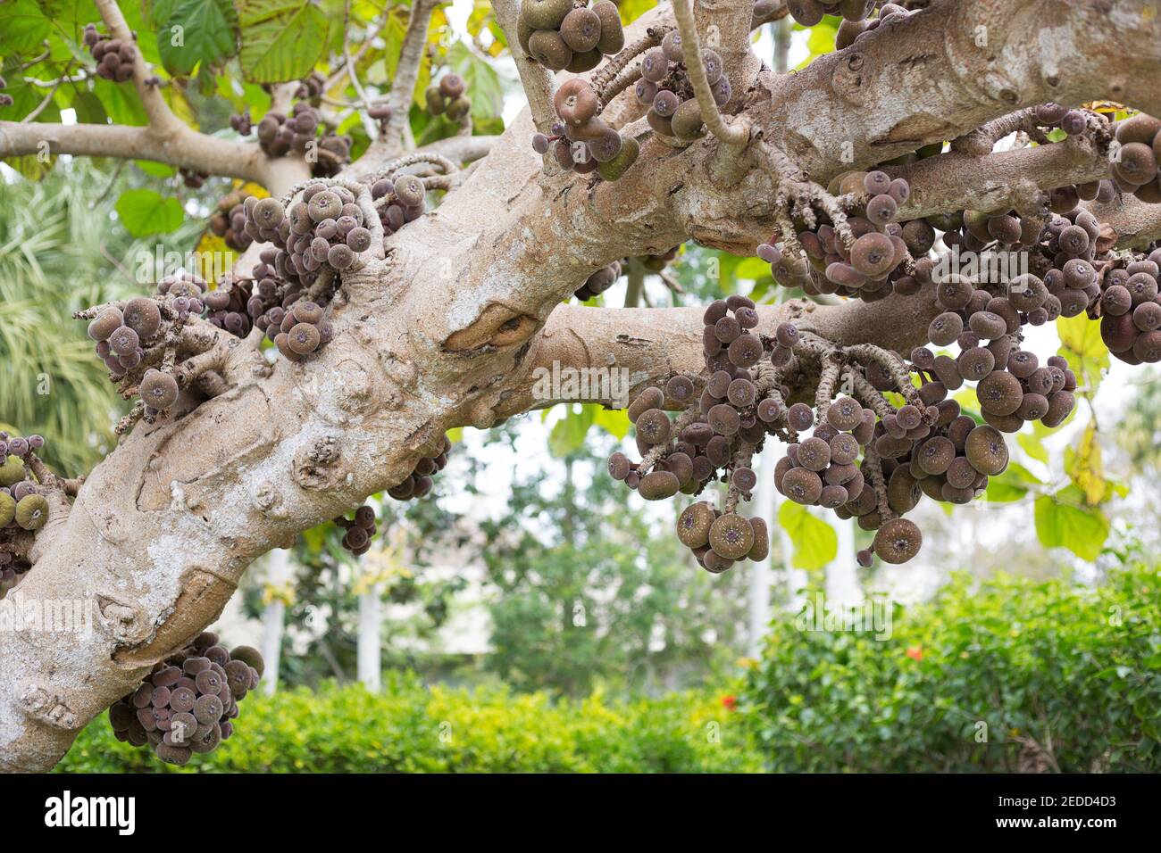 Ficus auriculata - roxburg fig tree Stock Photo - Alamy