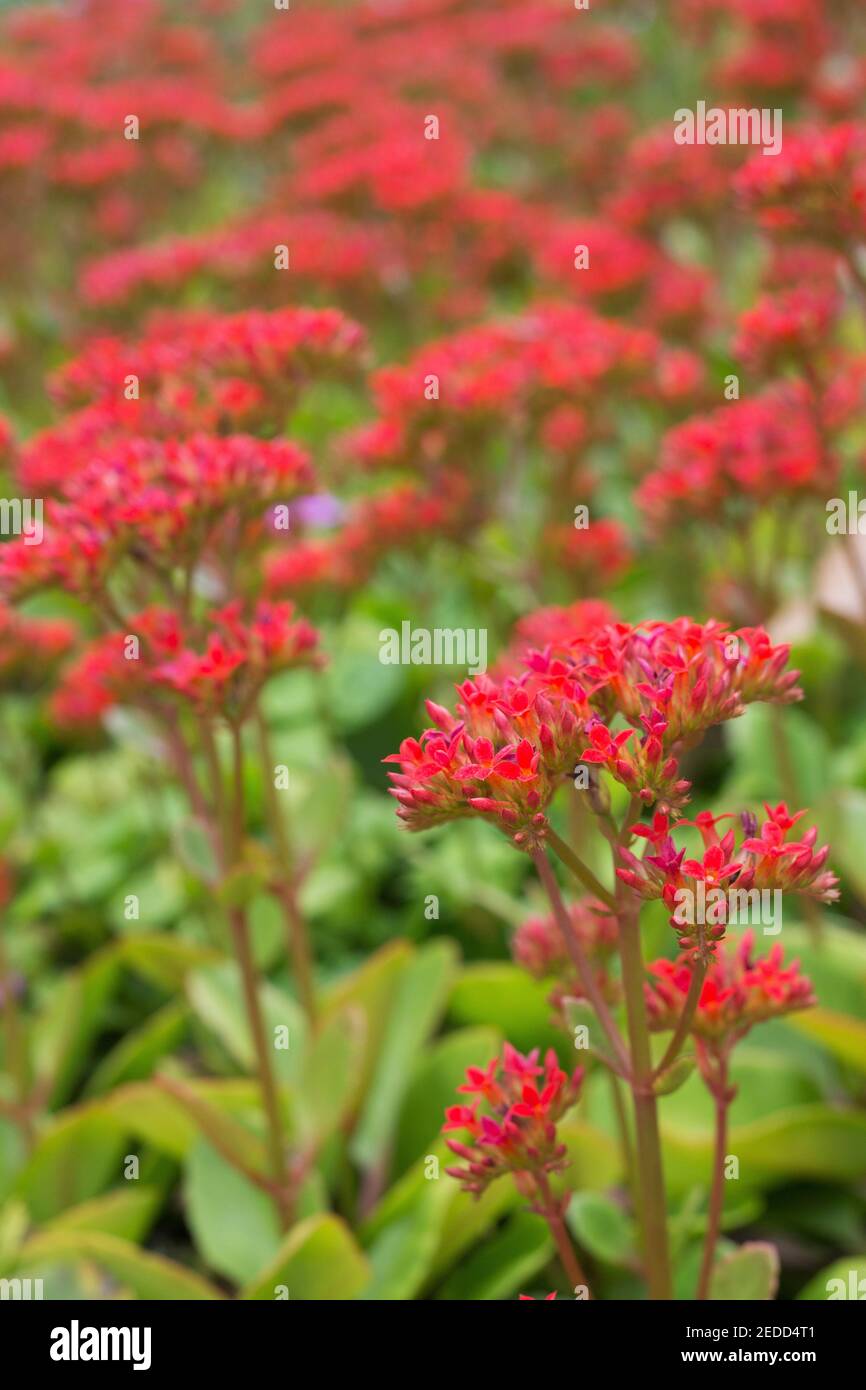 Red kalanchoe blossfeldiana hi-res stock photography and images - Alamy