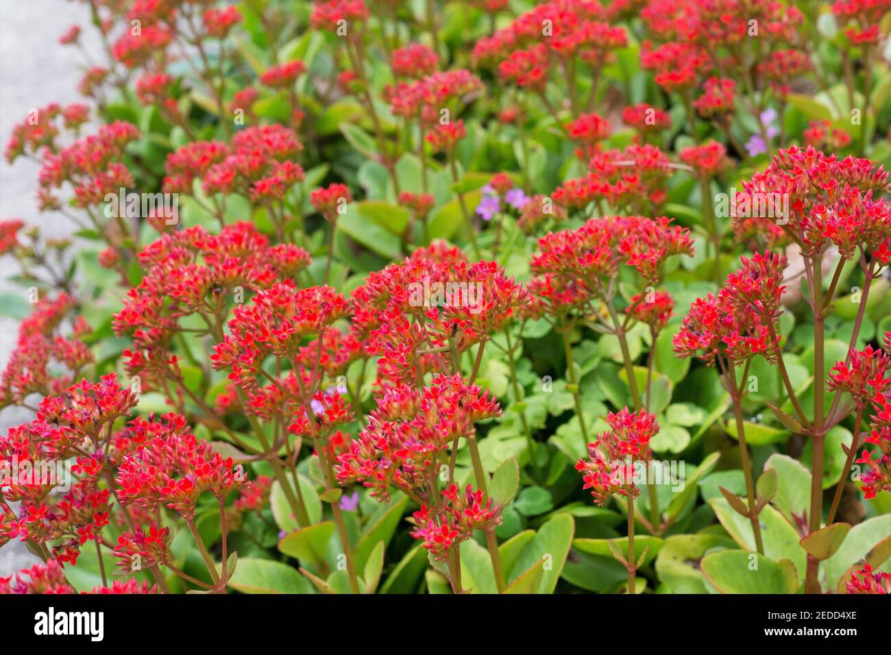 Kalanchoe blossfeldiana plant hi-res stock photography and images - Alamy