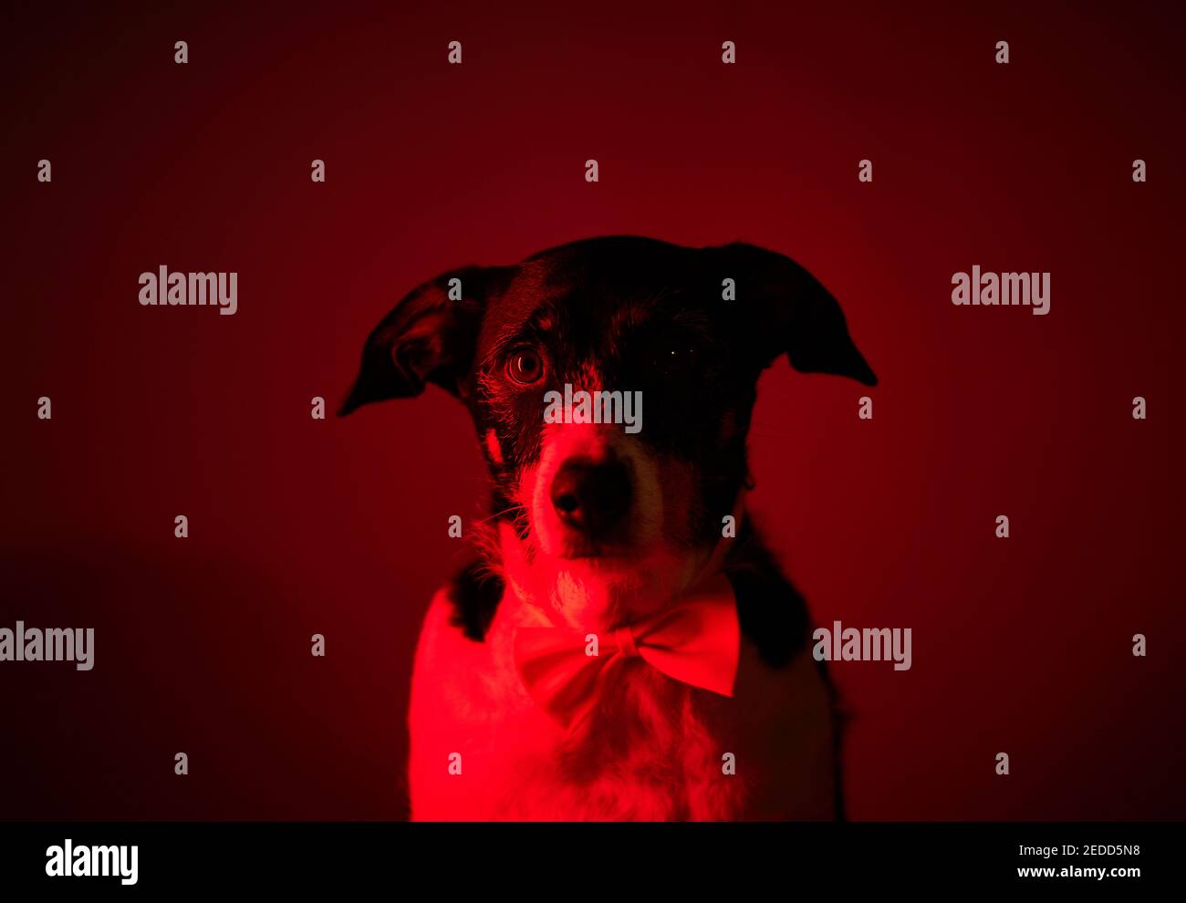 dog with dark background and scary red light Stock Photo - Alamy