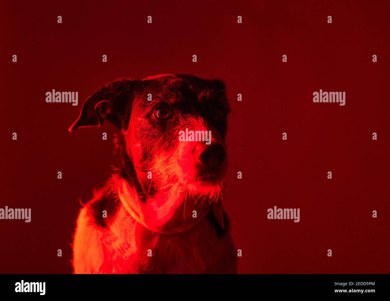 Scary dog silhouette hi-res stock photography and images - Alamy