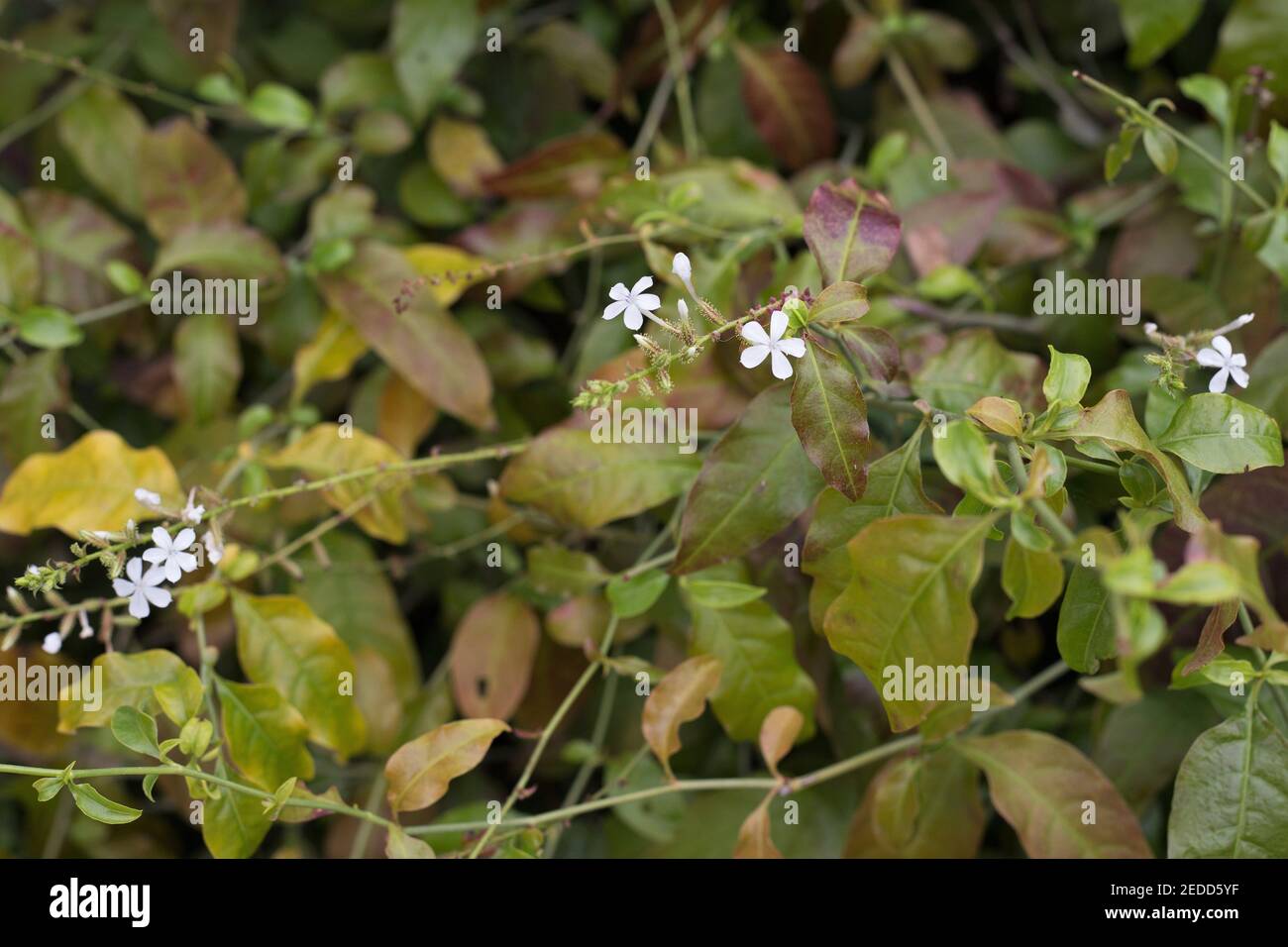 Plumbago scandens - doctorbush Stock Photo - Alamy