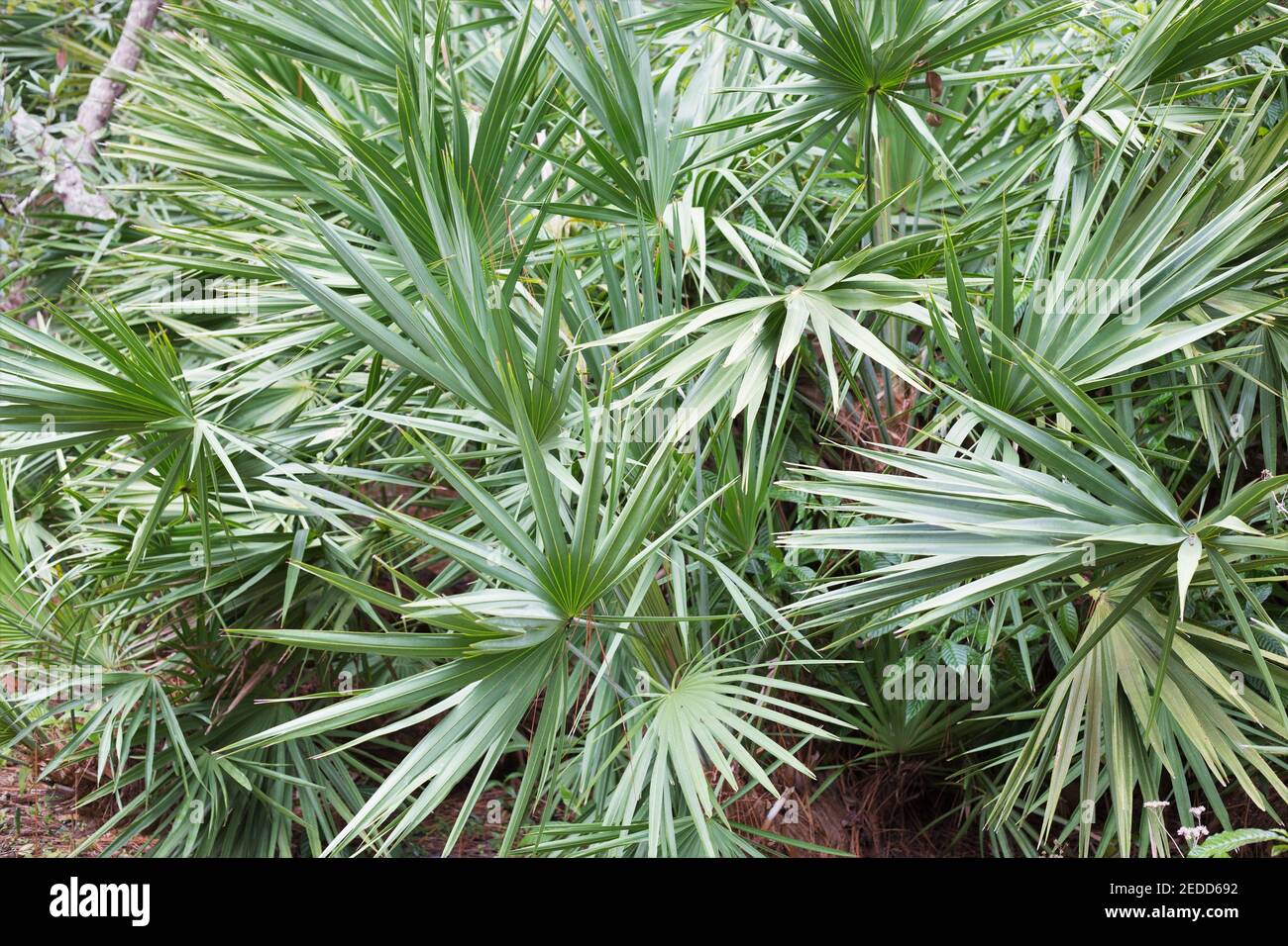 Saw palmetto plants hi-res stock photography and images - Alamy