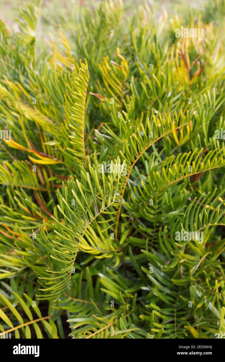Coontie High Resolution Stock Photography and Images - Alamy