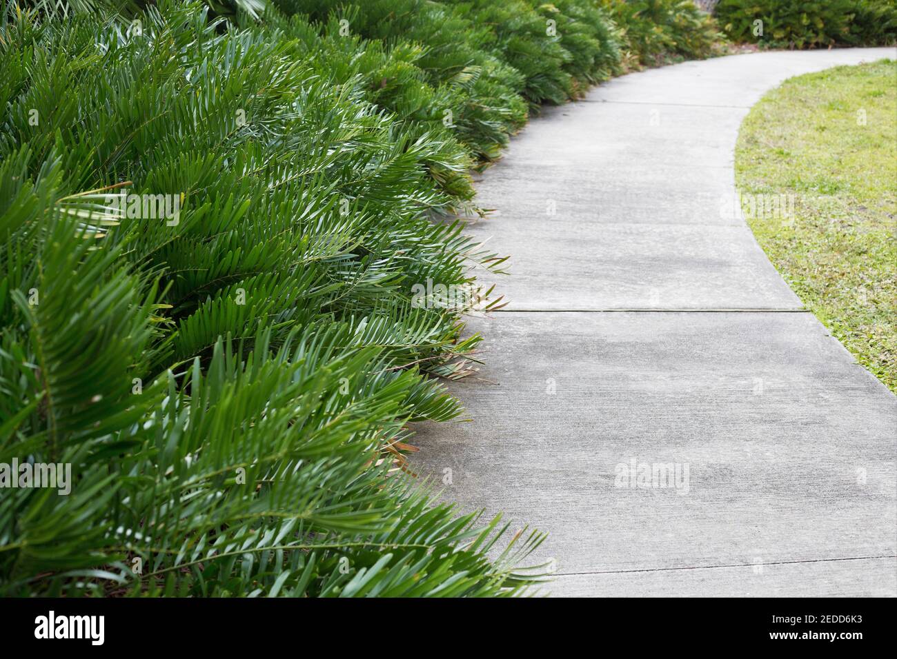 Coontie High Resolution Stock Photography and Images - Alamy