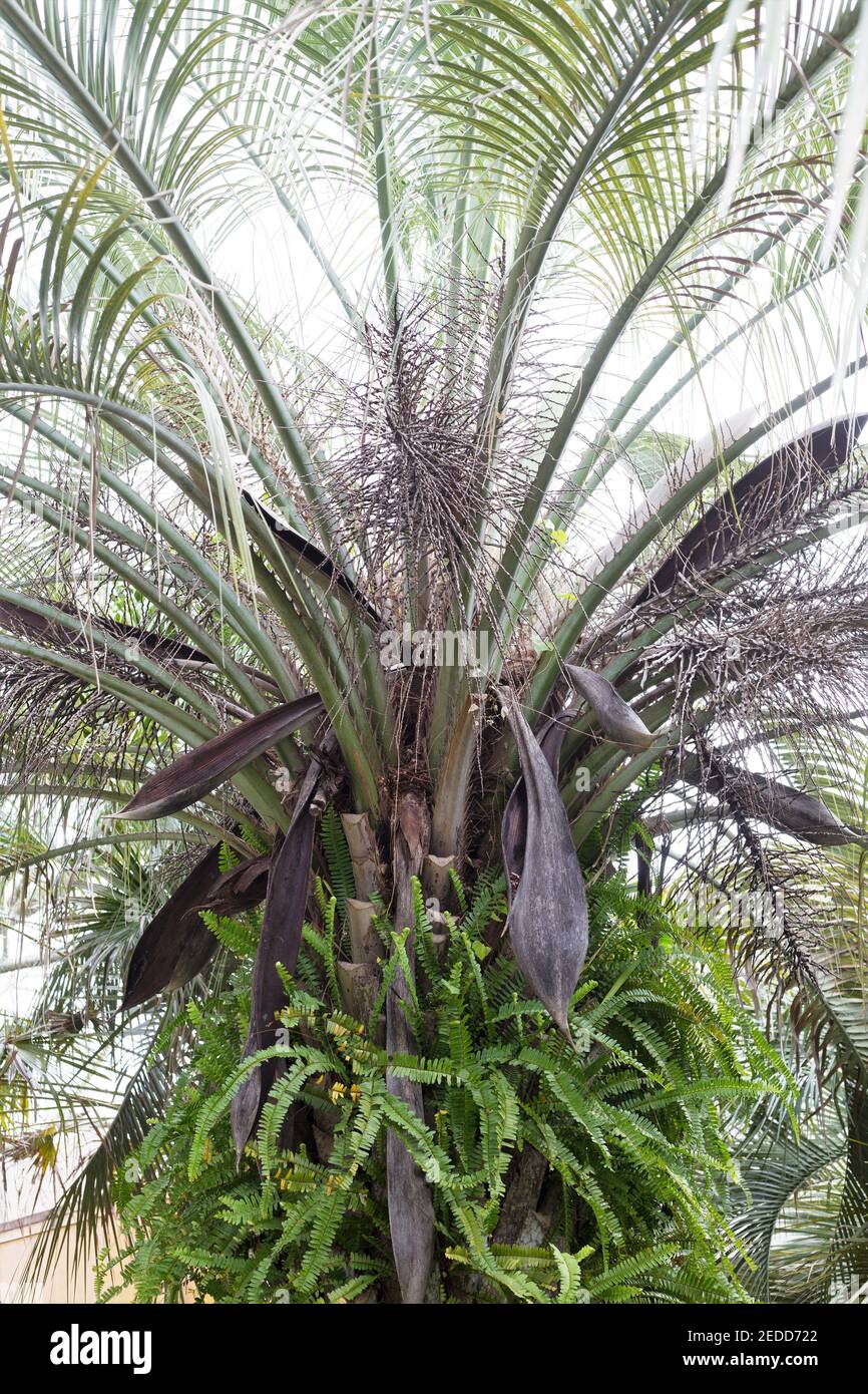Butia capitata - pindo palm Stock Photo - Alamy