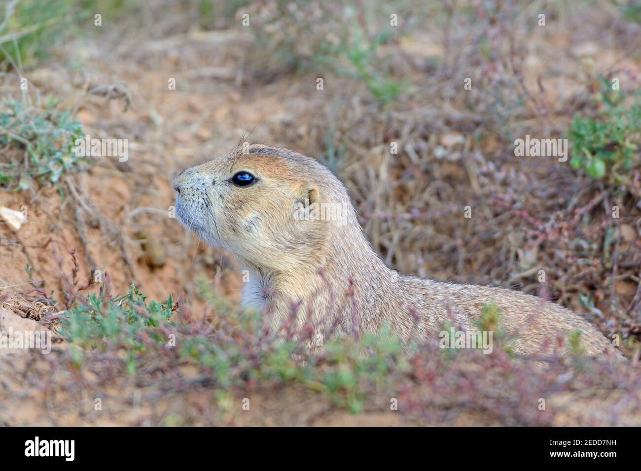 Prairie dog in burrow hi-res stock photography and images - Alamy