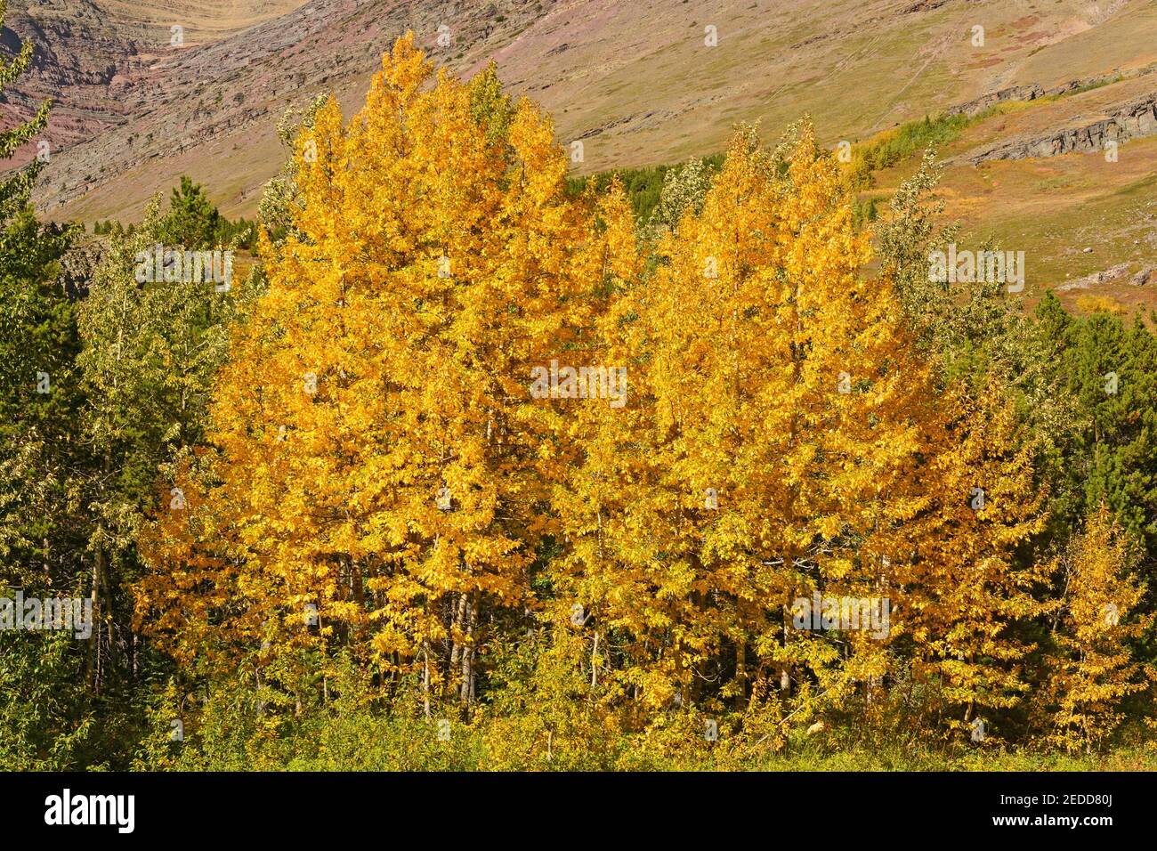 Fall Colors in the Rocky Mountains in Glacier National Park in Montana ...