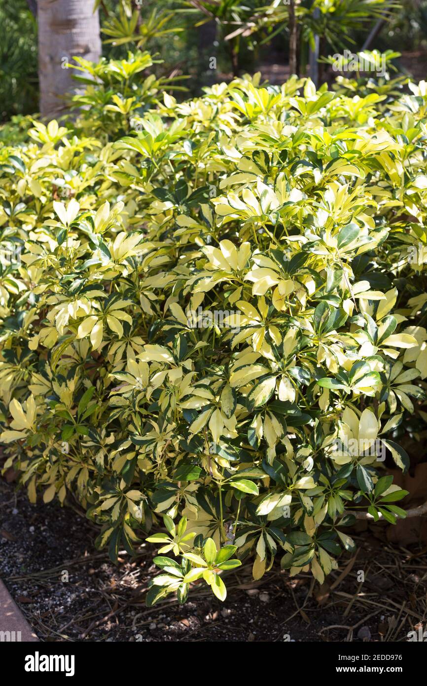 Schefflera arboricola hi-res stock photography and images - Alamy