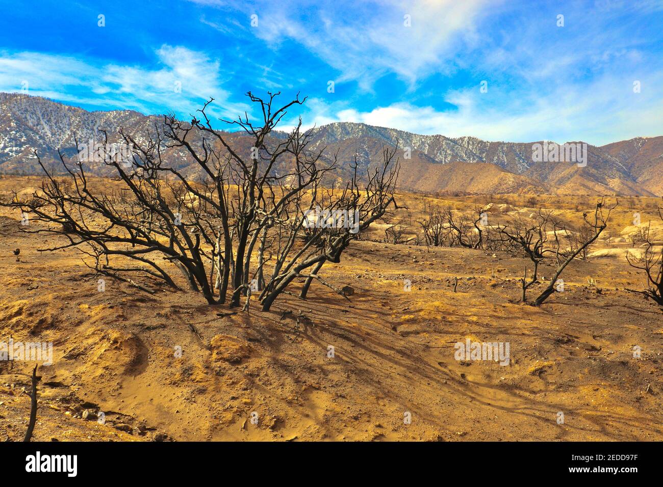 Aftermath of the 2020 California fires in Angeles National Forest ...