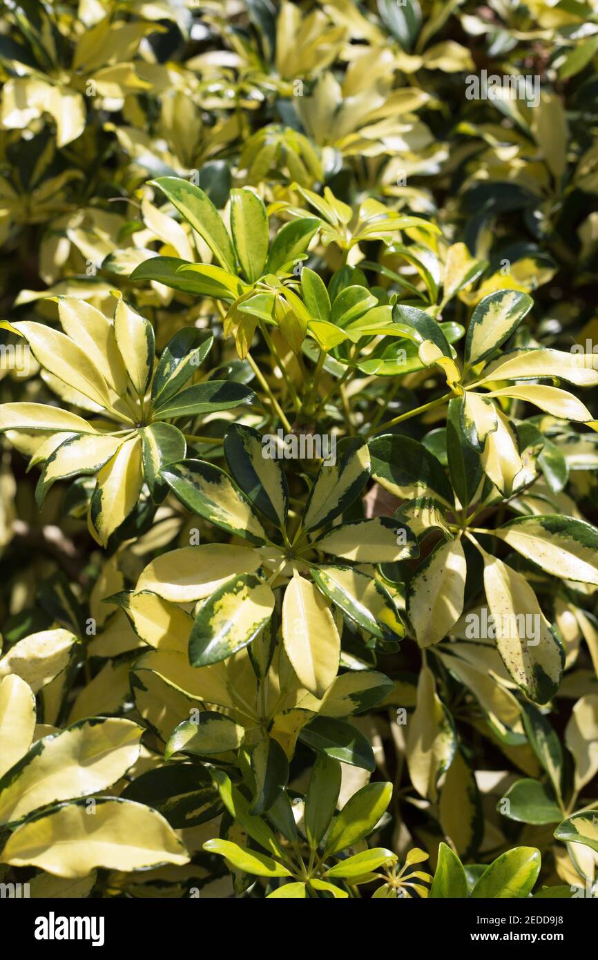 Schefflera Arboricola variegata - dwarf variegated schefflera Stock ...