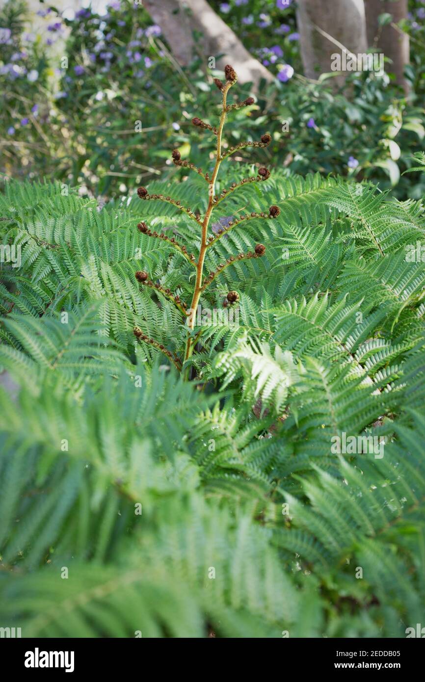 Sphaeropteris cooperi - Australian tree fern Stock Photo - Alamy