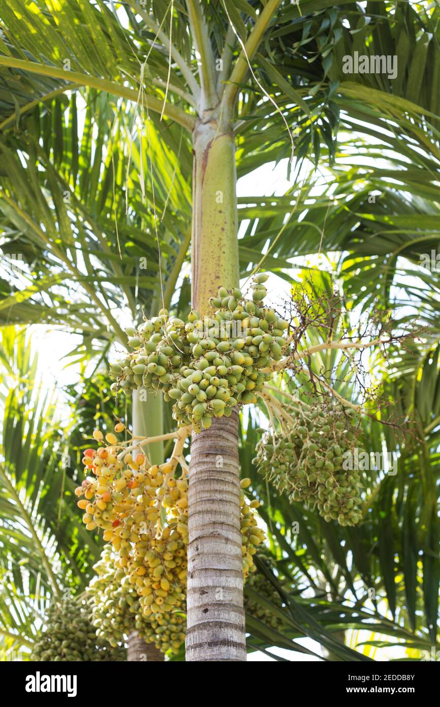 Adonidia merrillii - Christmas palm Stock Photo - Alamy