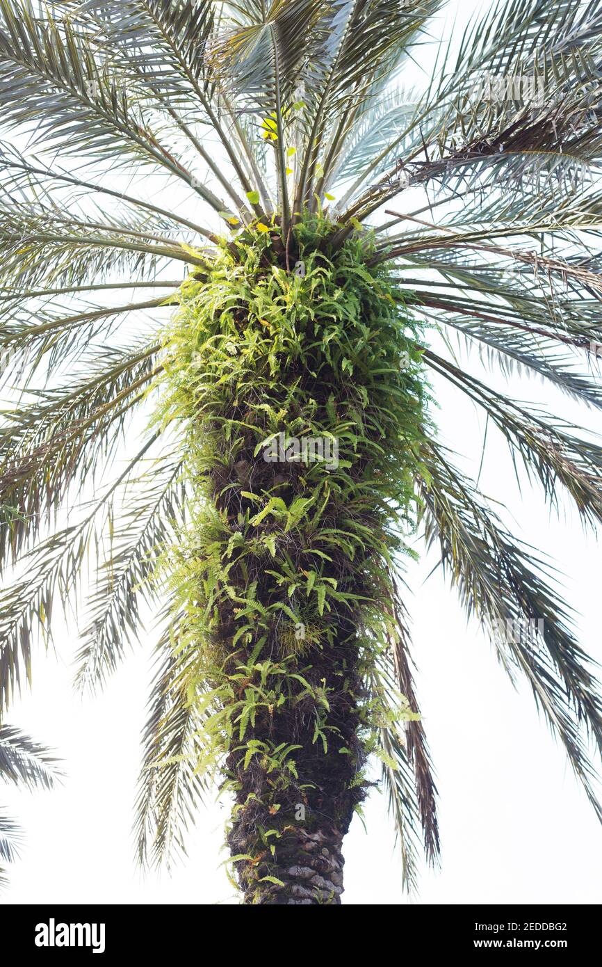Phoenix dactylifera date palm tree hi-res stock photography and images ...