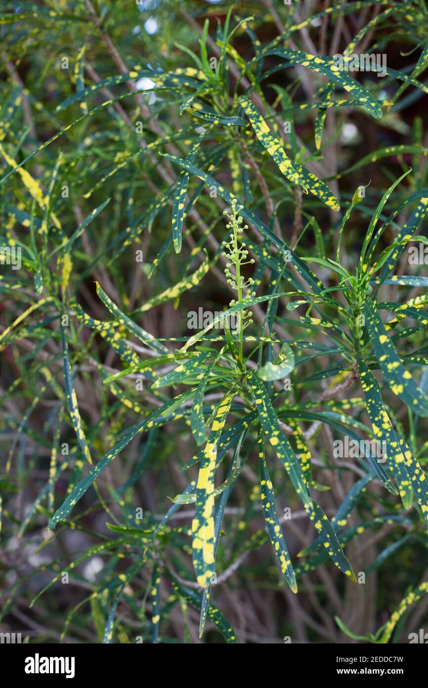 Codiaeum variegatum punctatum hi-res stock photography and images - Alamy