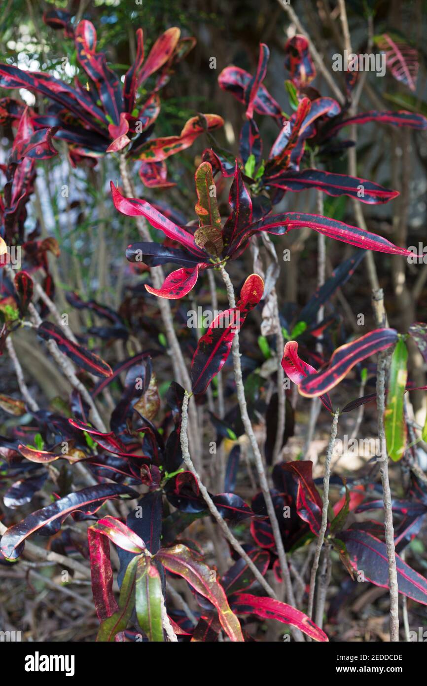 Mammy hi-res stock photography and images - Alamy