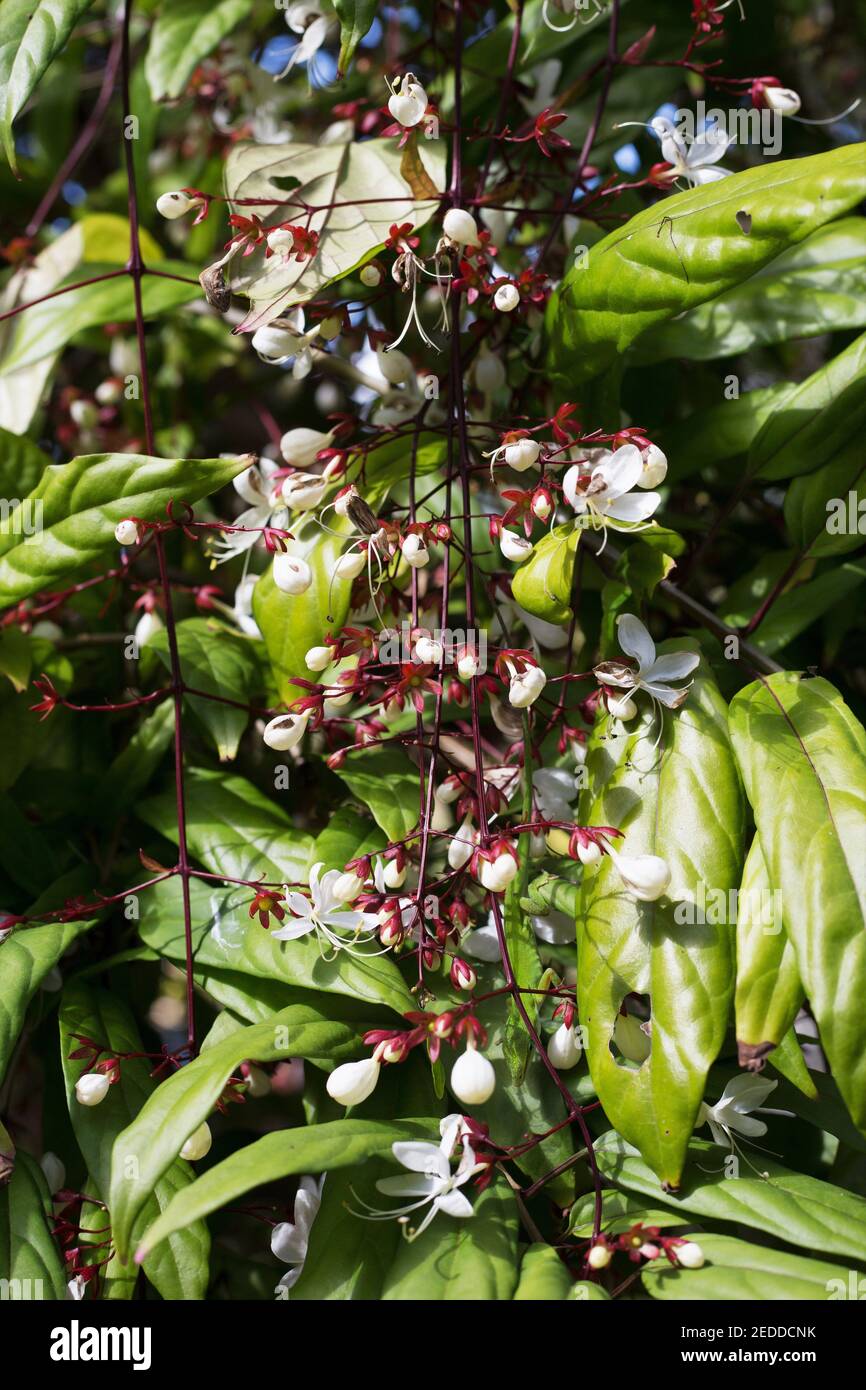 Clerodendrum smithianum - light bulb clerodendrum Stock Photo - Alamy