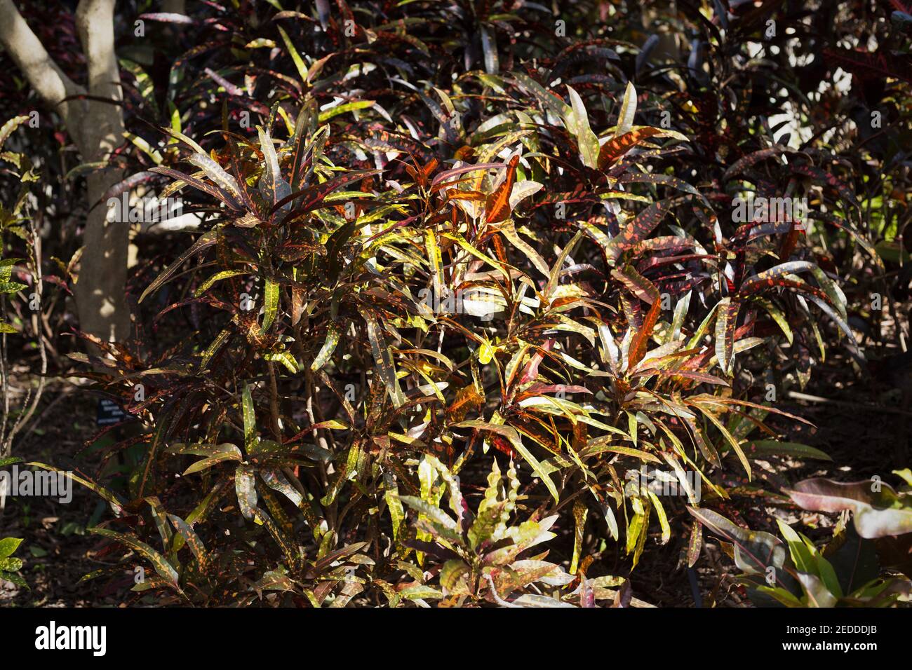 codiaeum variegatum 'pie crust' croton Stock Photo - Alamy