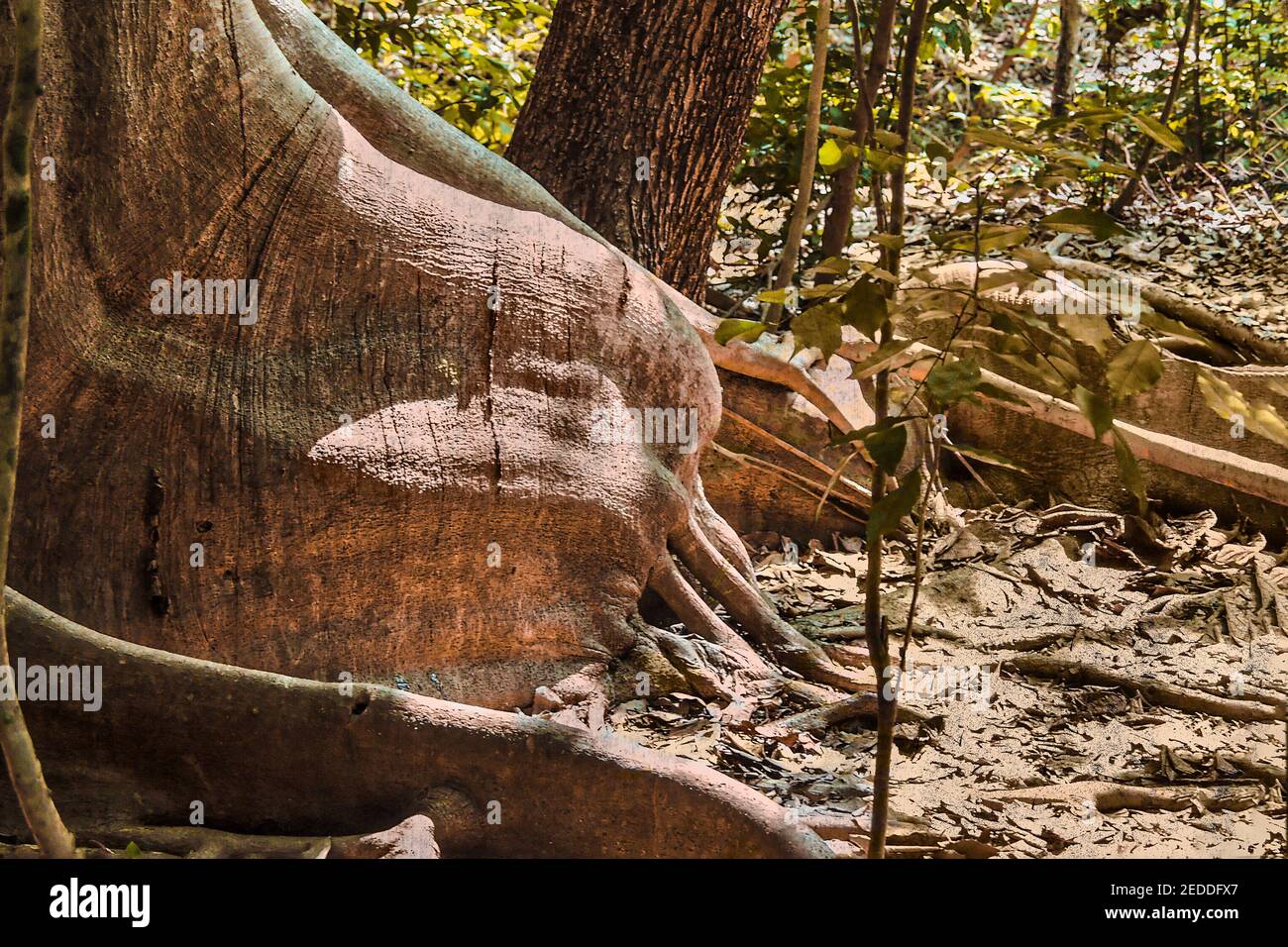 A massive root spread out from a banyan tree in the Rockland Hammock at ...