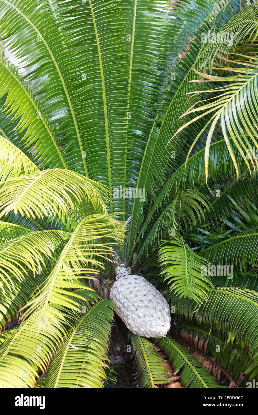 Dioon spinulosum - giant dioon Stock Photo - Alamy