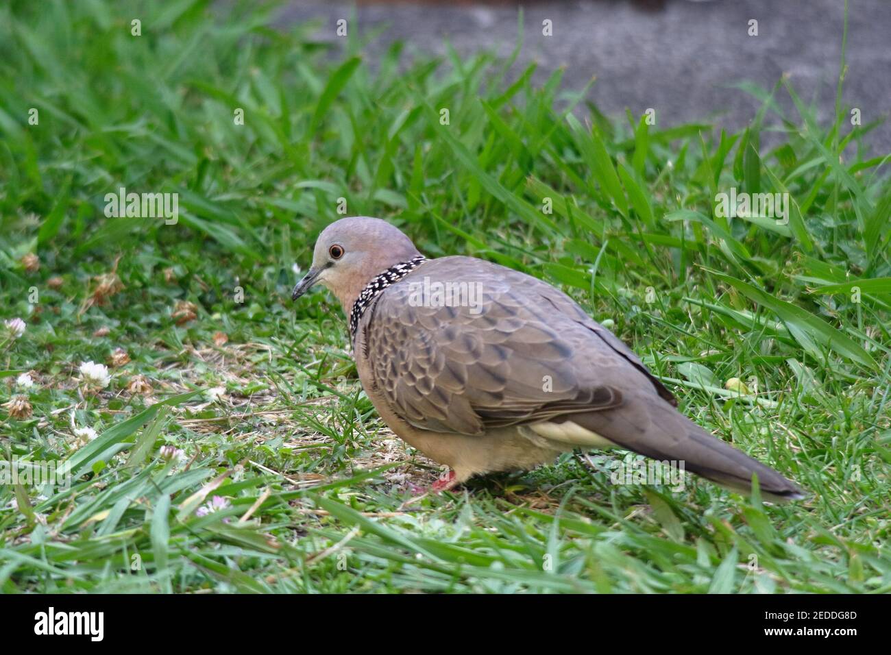 Spotted Dove (Spilopelia chinensis), facing left on a grass lawn ...
