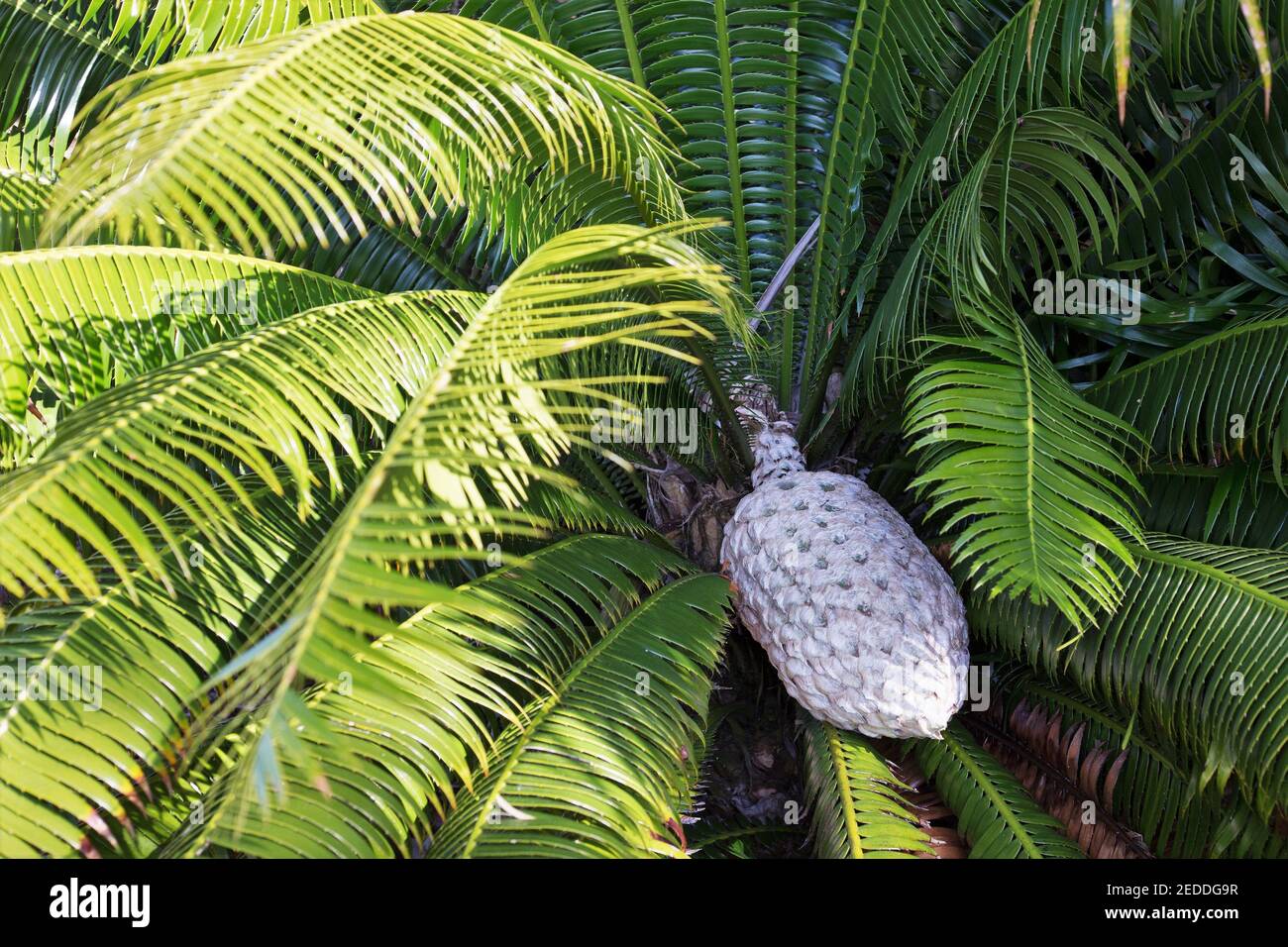 Dioon spinulosum - giant dioon Stock Photo - Alamy