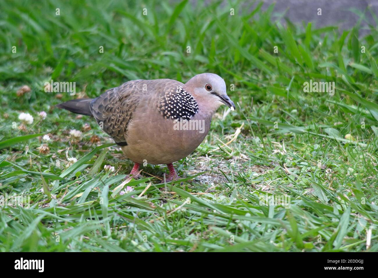 Spotted Dove (Spilopelia chinensis), facing right on a grass lawn Stock ...