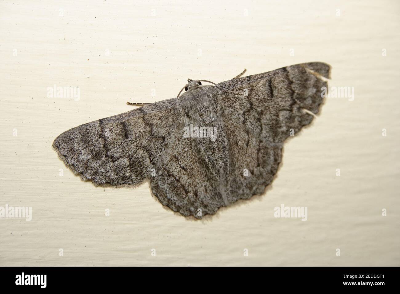 Geometrid moth (Crypsiphona ocultaria) - Geometridae Stock Photo - Alamy