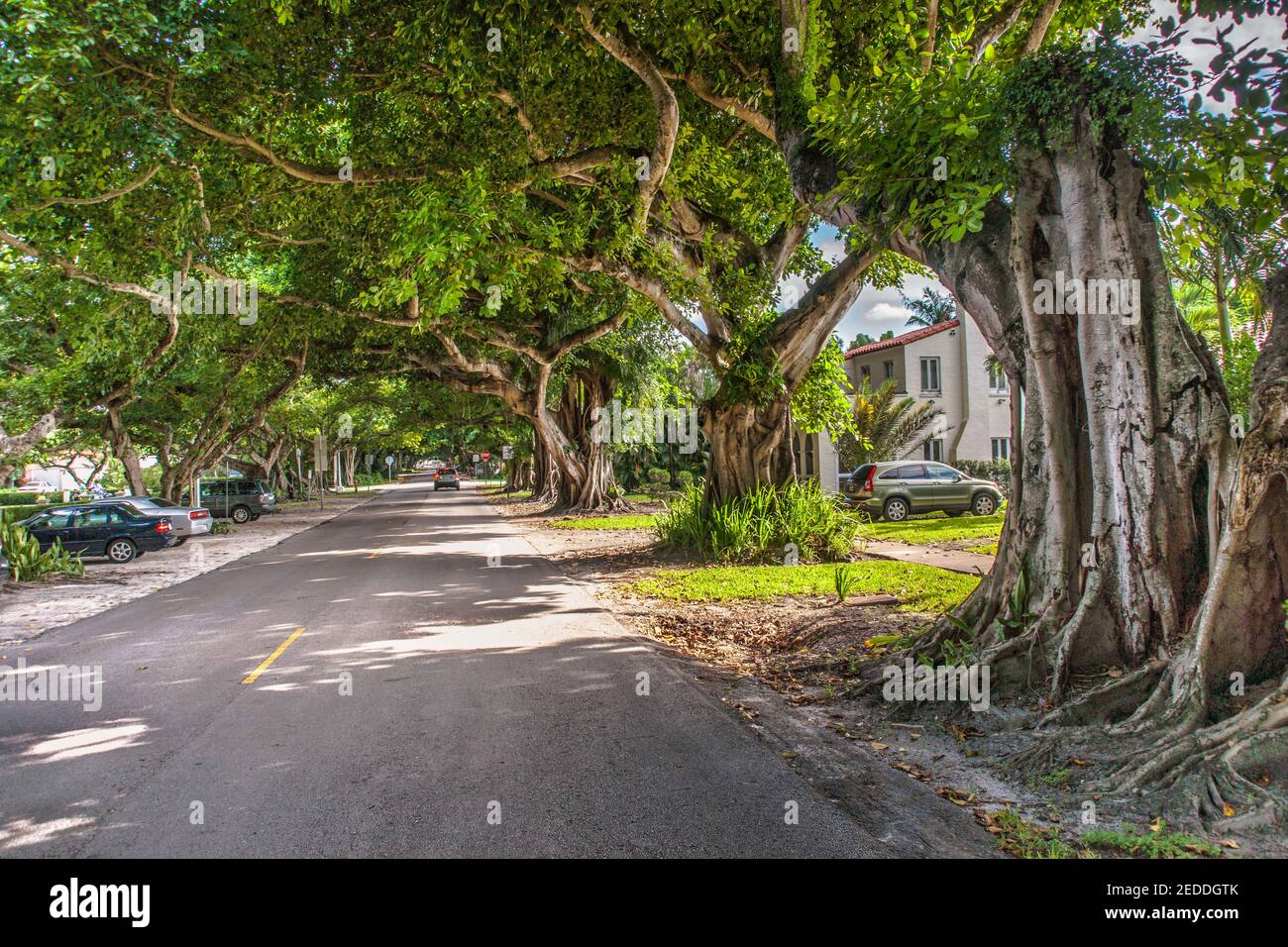 The banyan tree lined Columbus Boulevard in Coral Gables, Florida Stock ...