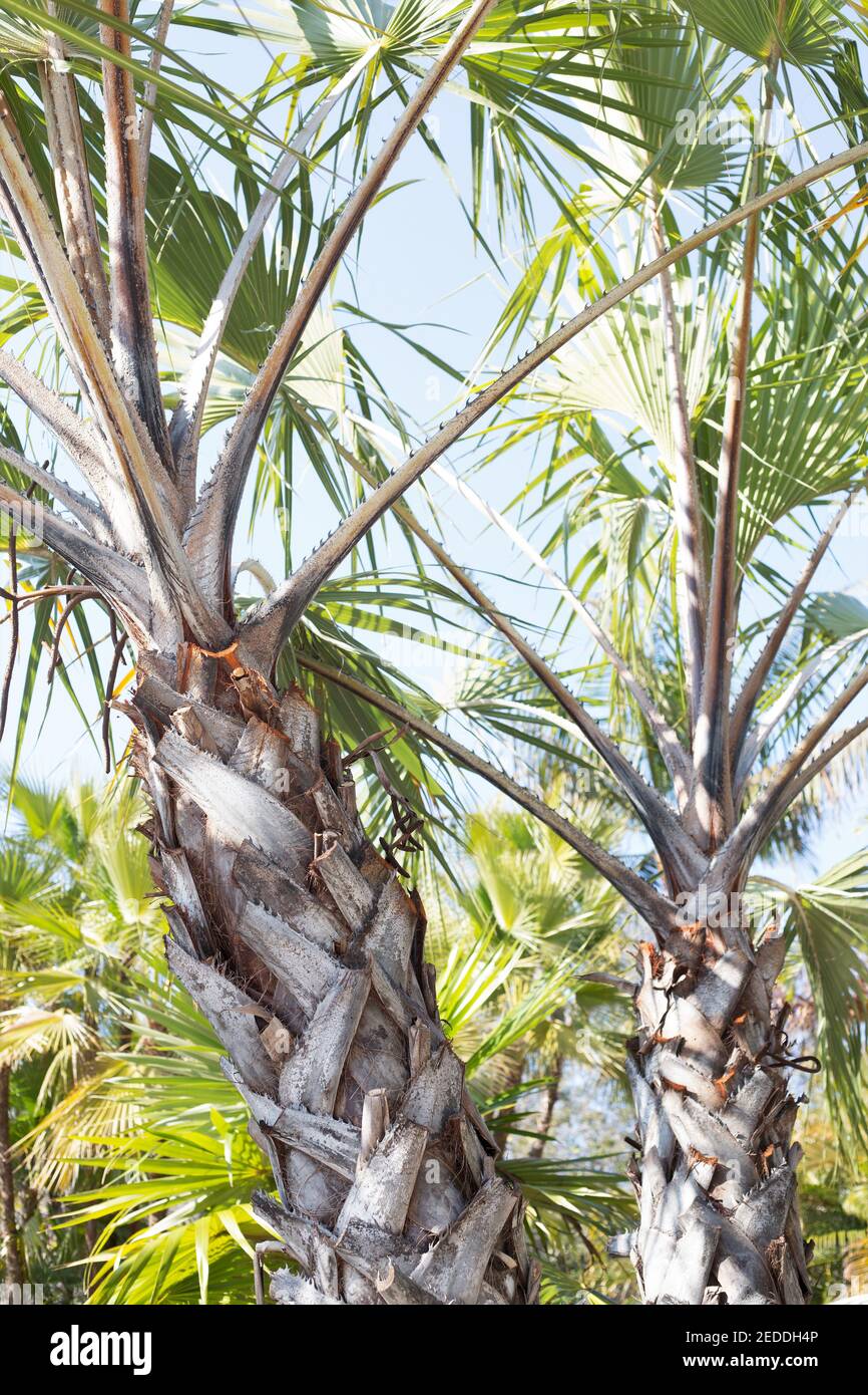 Doum palm hyphaene thebaica hi-res stock photography and images - Alamy