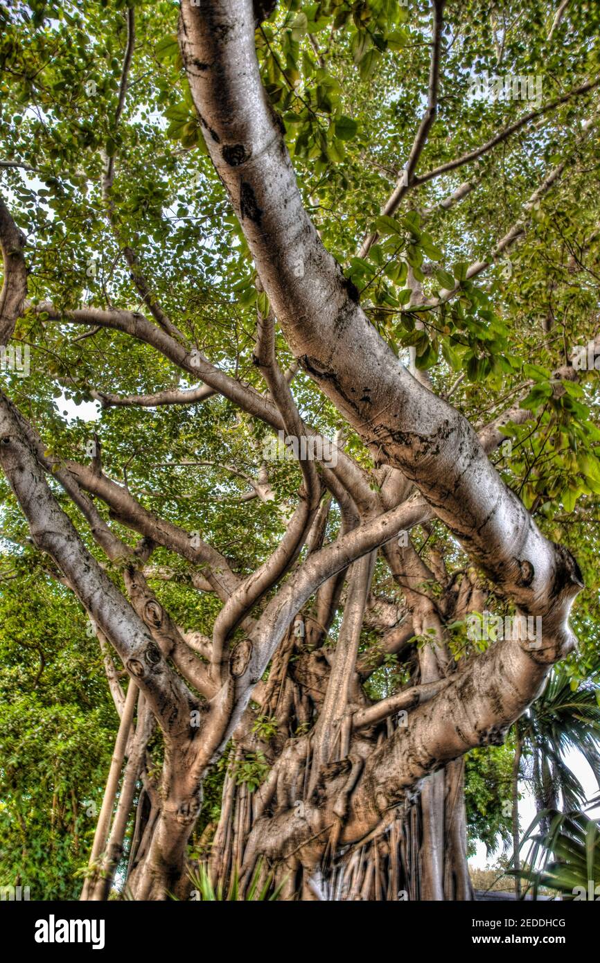 Big banyan trees in coral gables hi-res stock photography and images ...