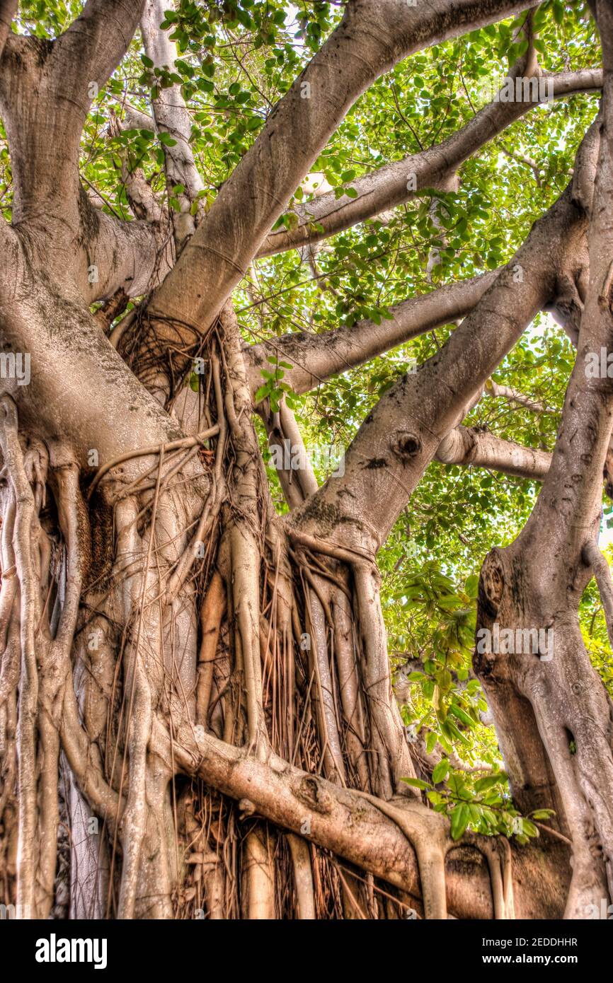 Closeup of a massive banyan tree along Columbus Boulevard in Coral ...