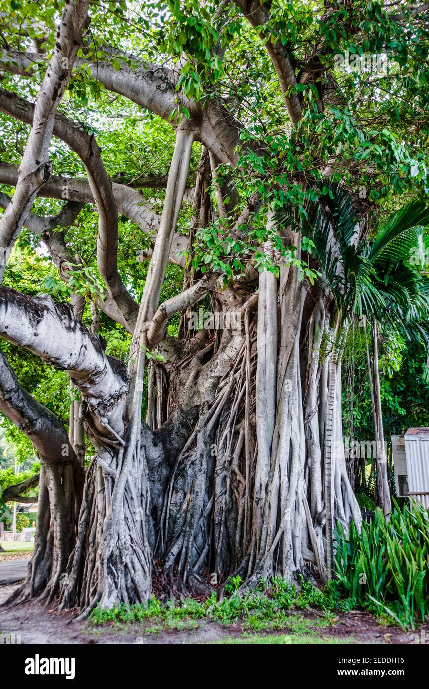 Banyan Tree Florida High Resolution Stock Photography and Images - Alamy