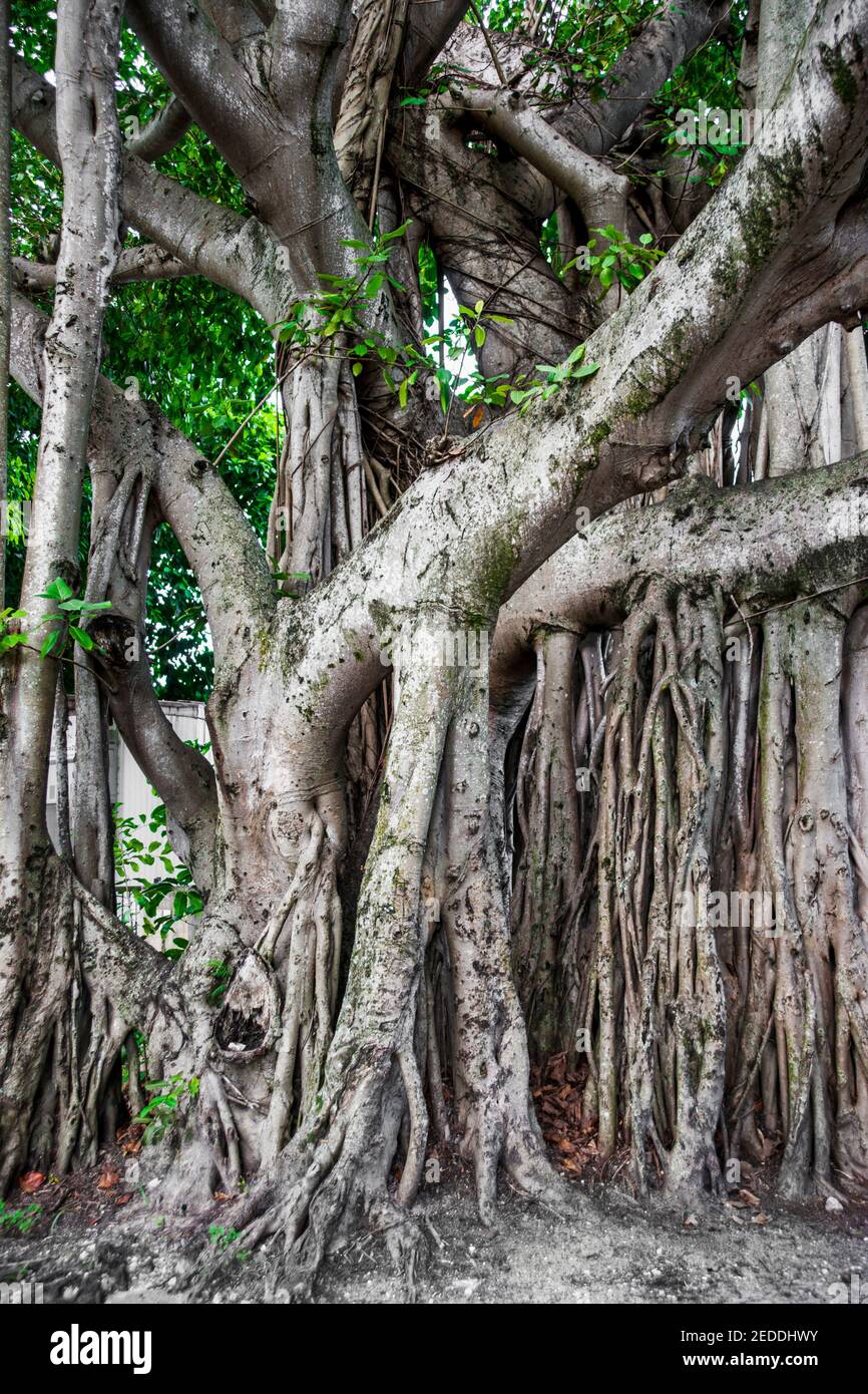 Banyan Tree Florida High Resolution Stock Photography and Images - Alamy