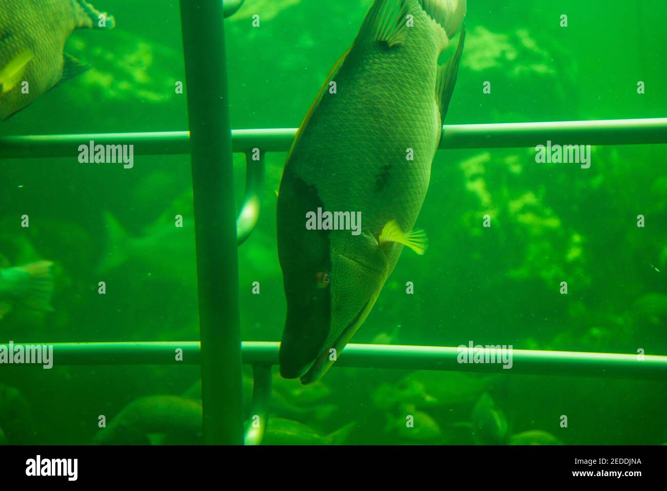 Florida reef fish hi-res stock photography and images - Alamy