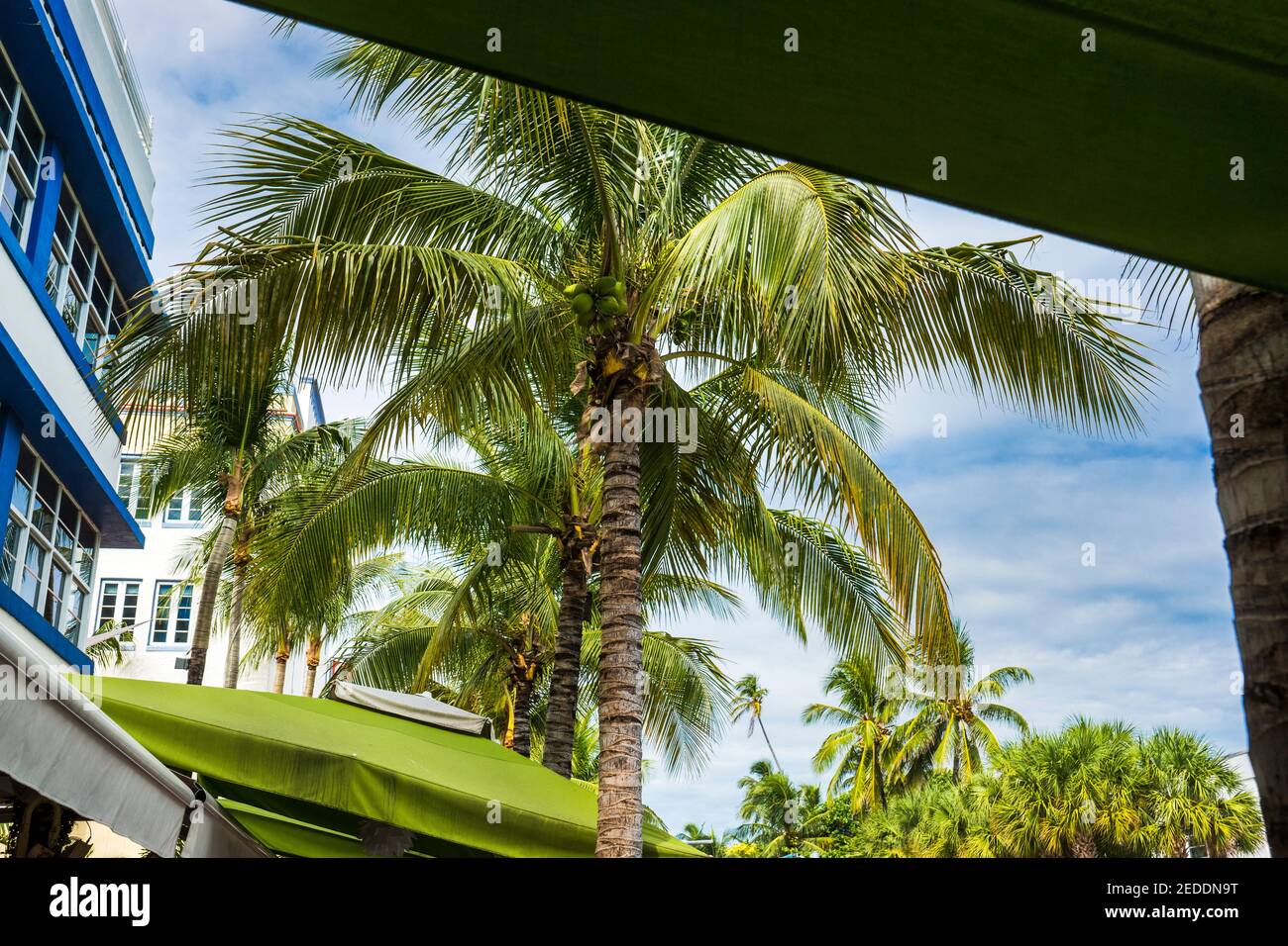 Miami beach palm trees florida hi-res stock photography and images - Alamy