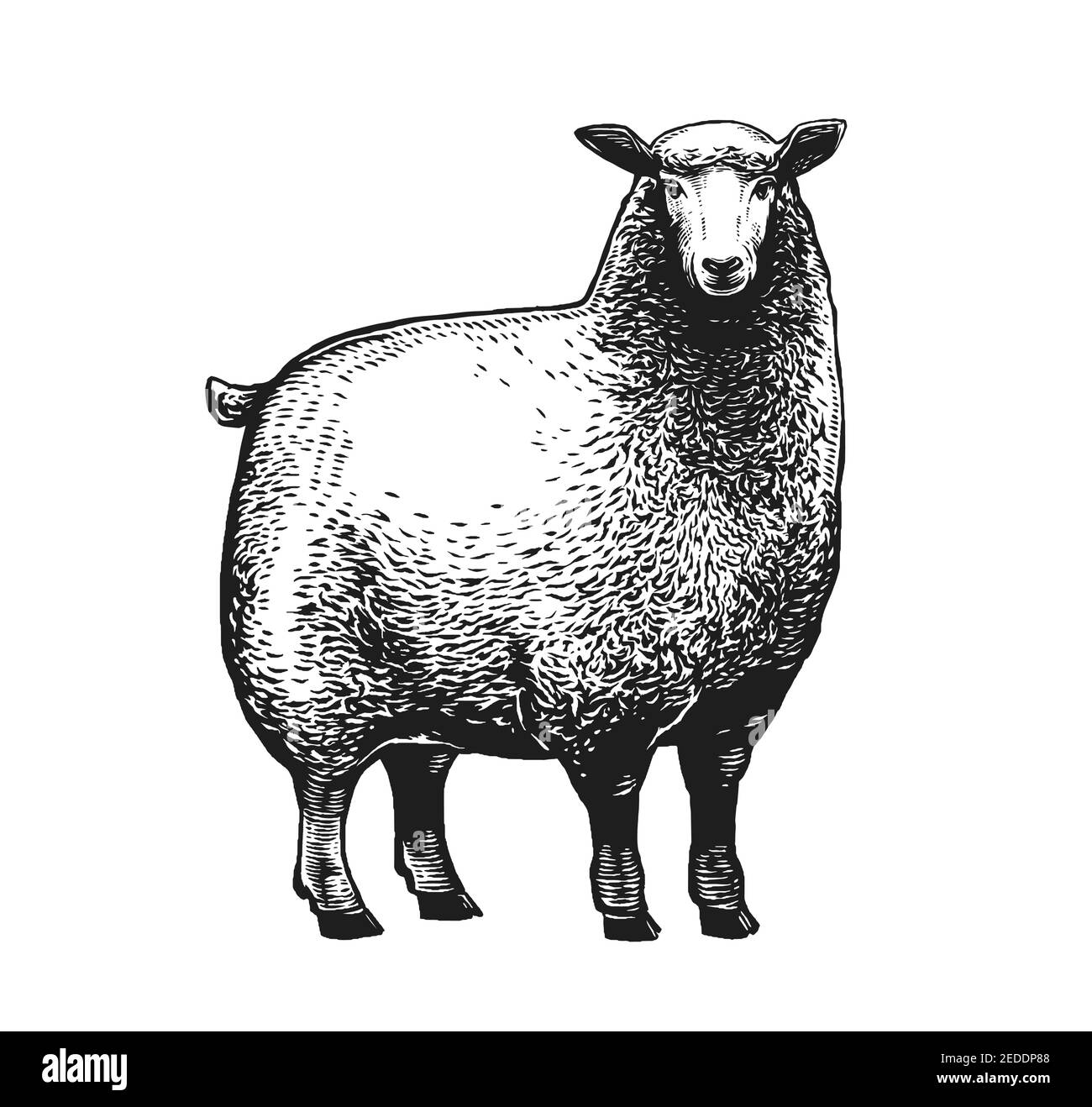 illustration of the sheep on white background. Hand sketched ...